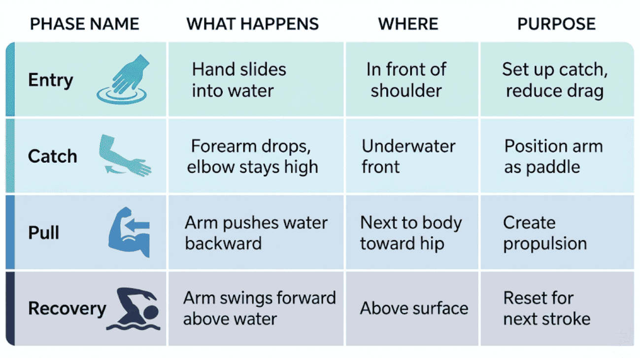 What Are the 4 Arm Movements of Freestyle Swimming?